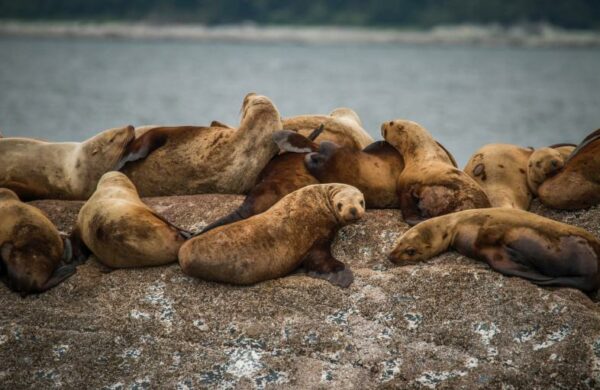 Earth Journalism Network Biodiversity Story Grants 2020 (up to $2,000 ...