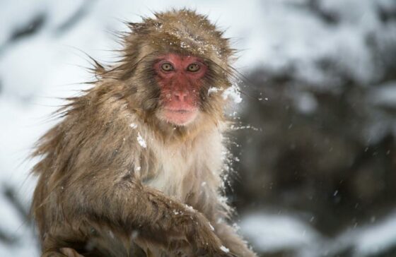 Earth Journalism Network Biodiversity Media Grants 2021 (Up to $15,000 ...