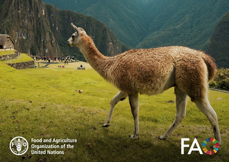 United Nations FAO International Year of Camelids Photo Contest 2024 ...