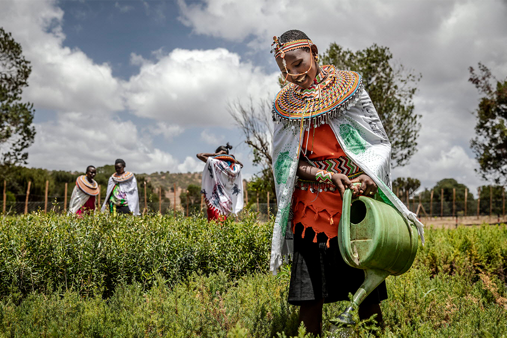 United Nations Food & Agriculture Organisation Champion Award 2025 ...