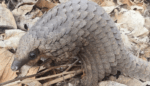 CARN/BOCHCO Pangolin Grant Program 2026 (up to $10,000) – Opportunity Desk